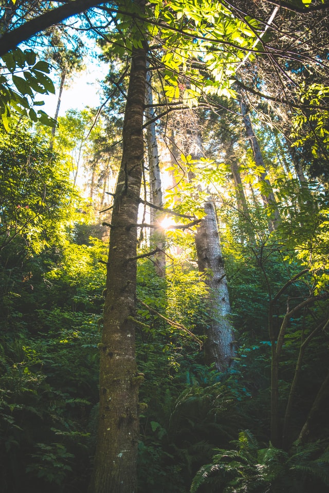 Therapy for healing, growth, and perspective - serving all of Oregon ...